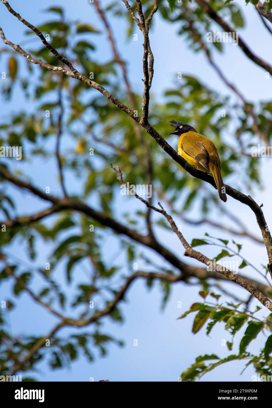 Behold the radiant beauty of the Flame-throated Bulbul (Rubigula ...
