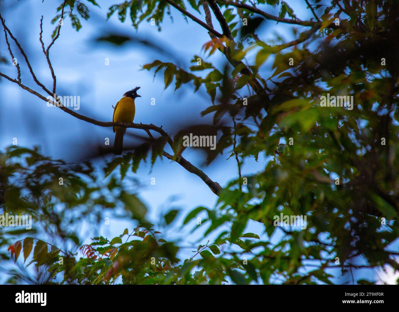 Behold the radiant beauty of the Flame-throated Bulbul (Rubigula ...
