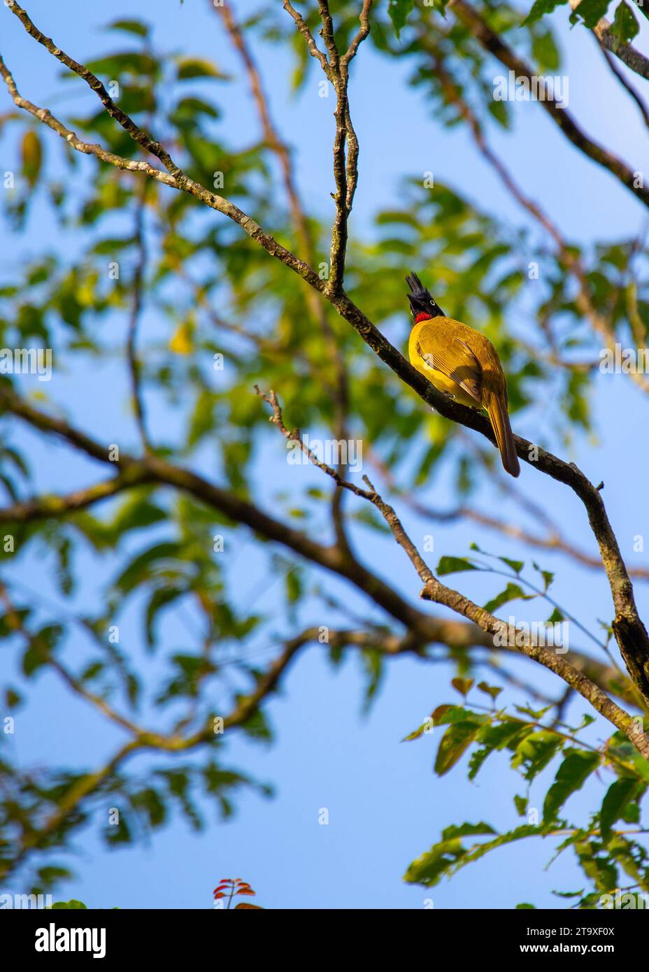 Behold the radiant beauty of the Flame-throated Bulbul (Rubigula ...