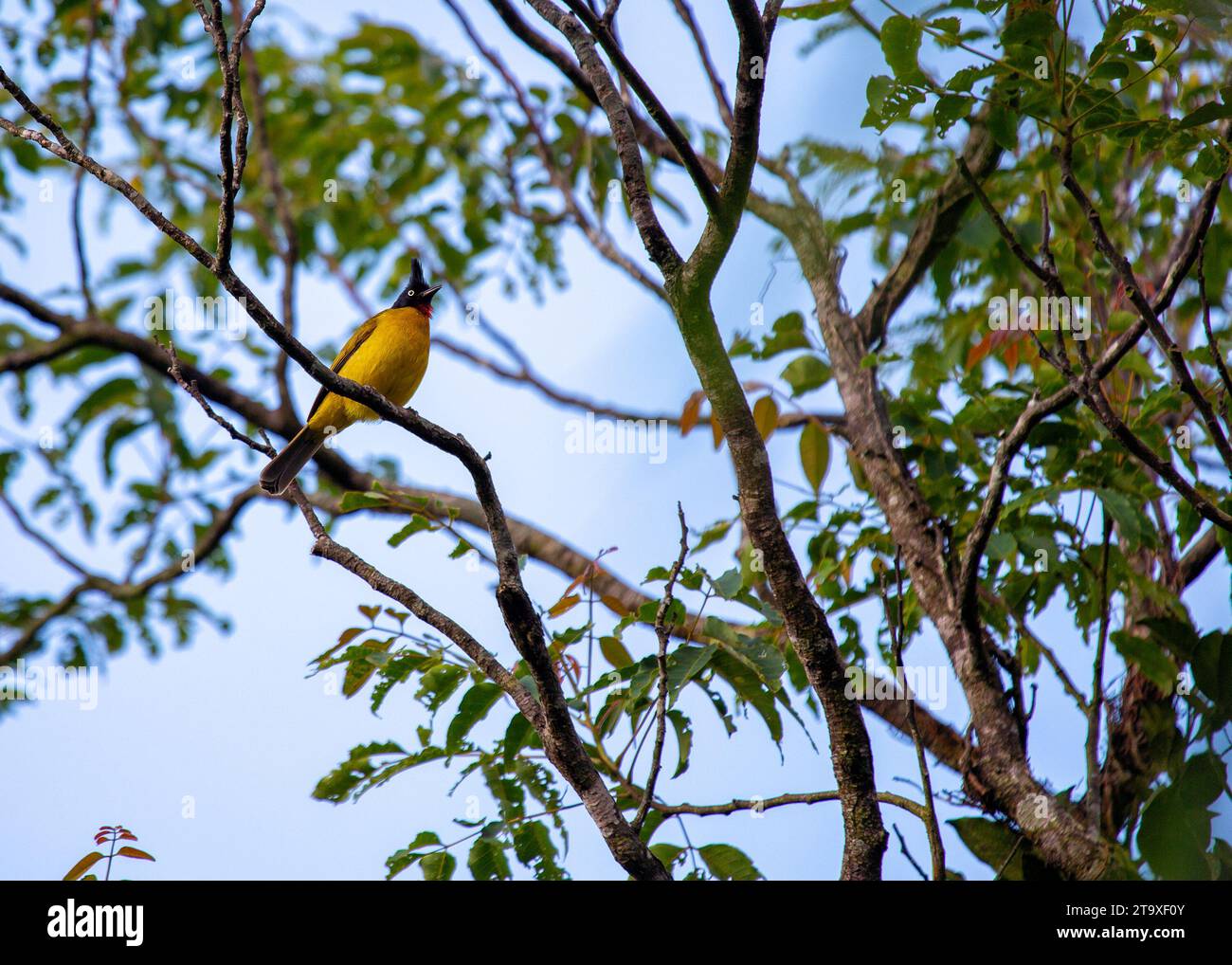 Behold the radiant beauty of the Flame-throated Bulbul (Rubigula ...