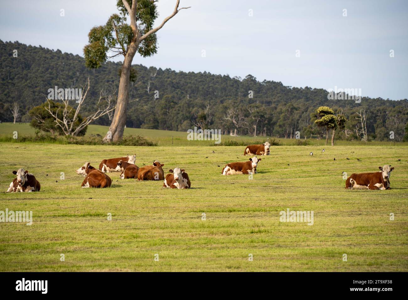 West australian farmer hi-res stock photography and images - Alamy