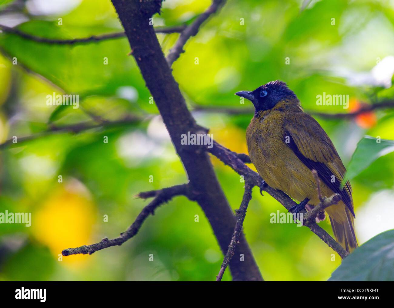 Witness avian elegance with the Black-headed Bulbul (Pycnonotus ...