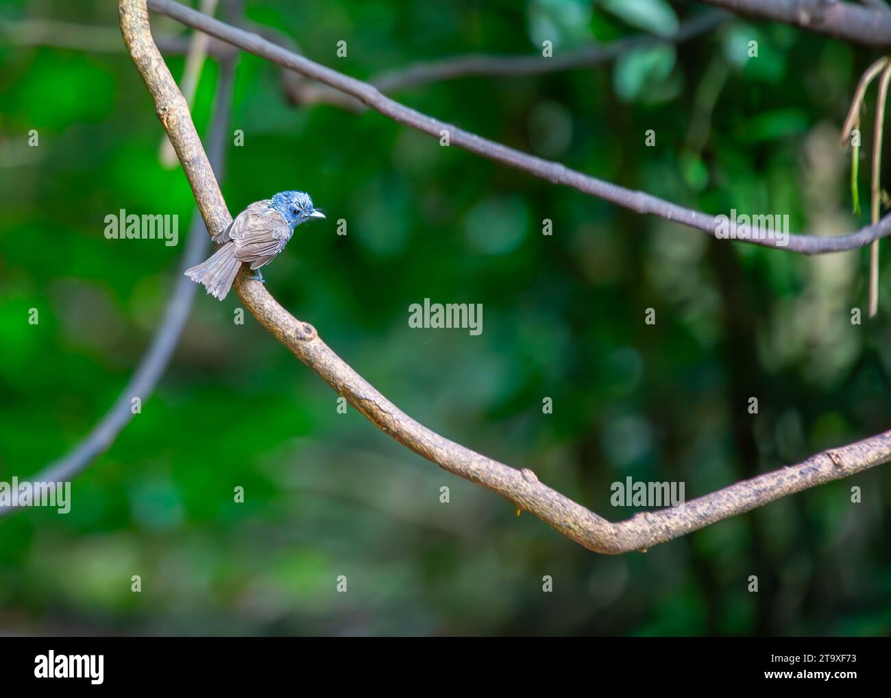 Discover the regal beauty of the Black-naped Monarch (Hypothymis azurea ...