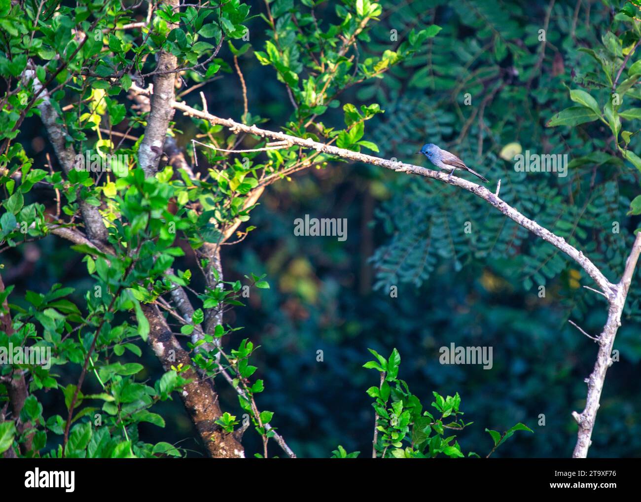 Discover the regal beauty of the Black-naped Monarch (Hypothymis azurea ...