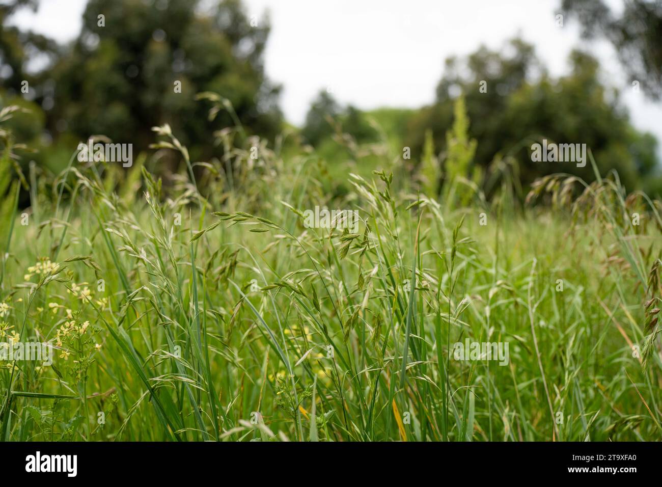 pasture growing in a field on a farm in spring in australia Stock Photo ...