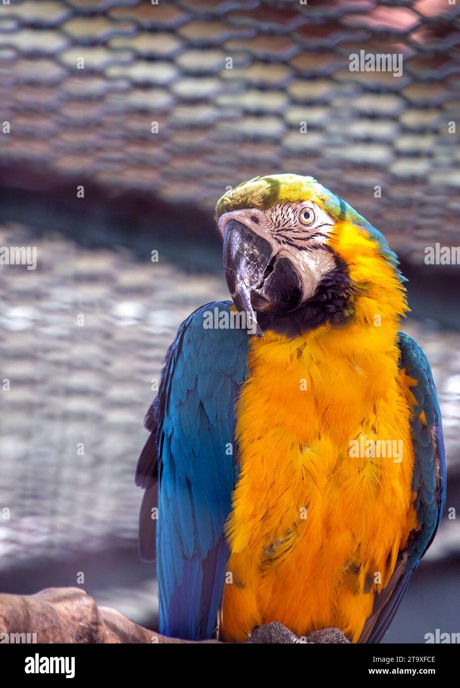 Immerse yourself in the tropical splendor of the Blue and Yellow Macaw ...