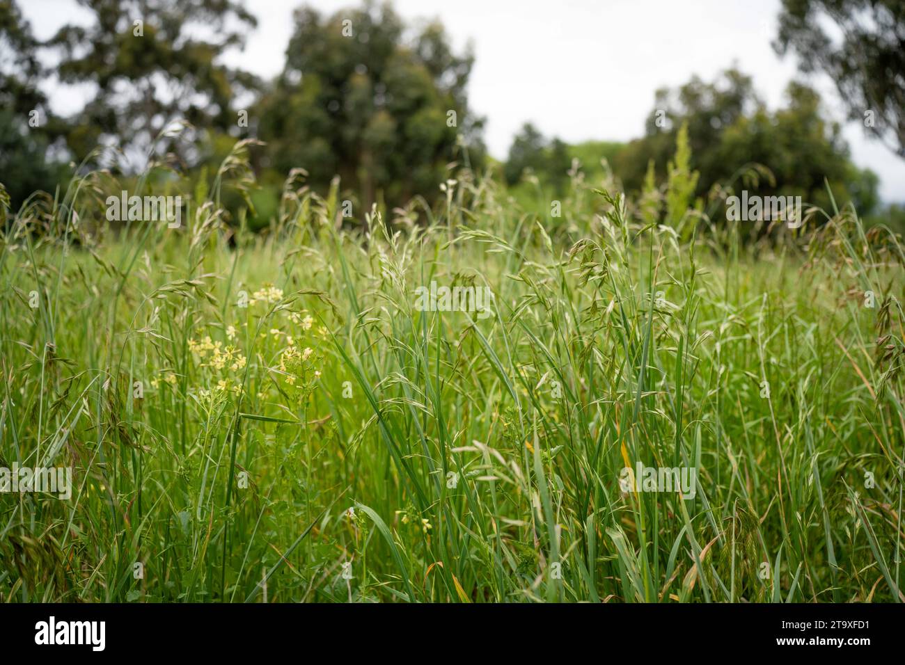 Pasture on a farm in Australia. Spring grass growth in america Stock ...
