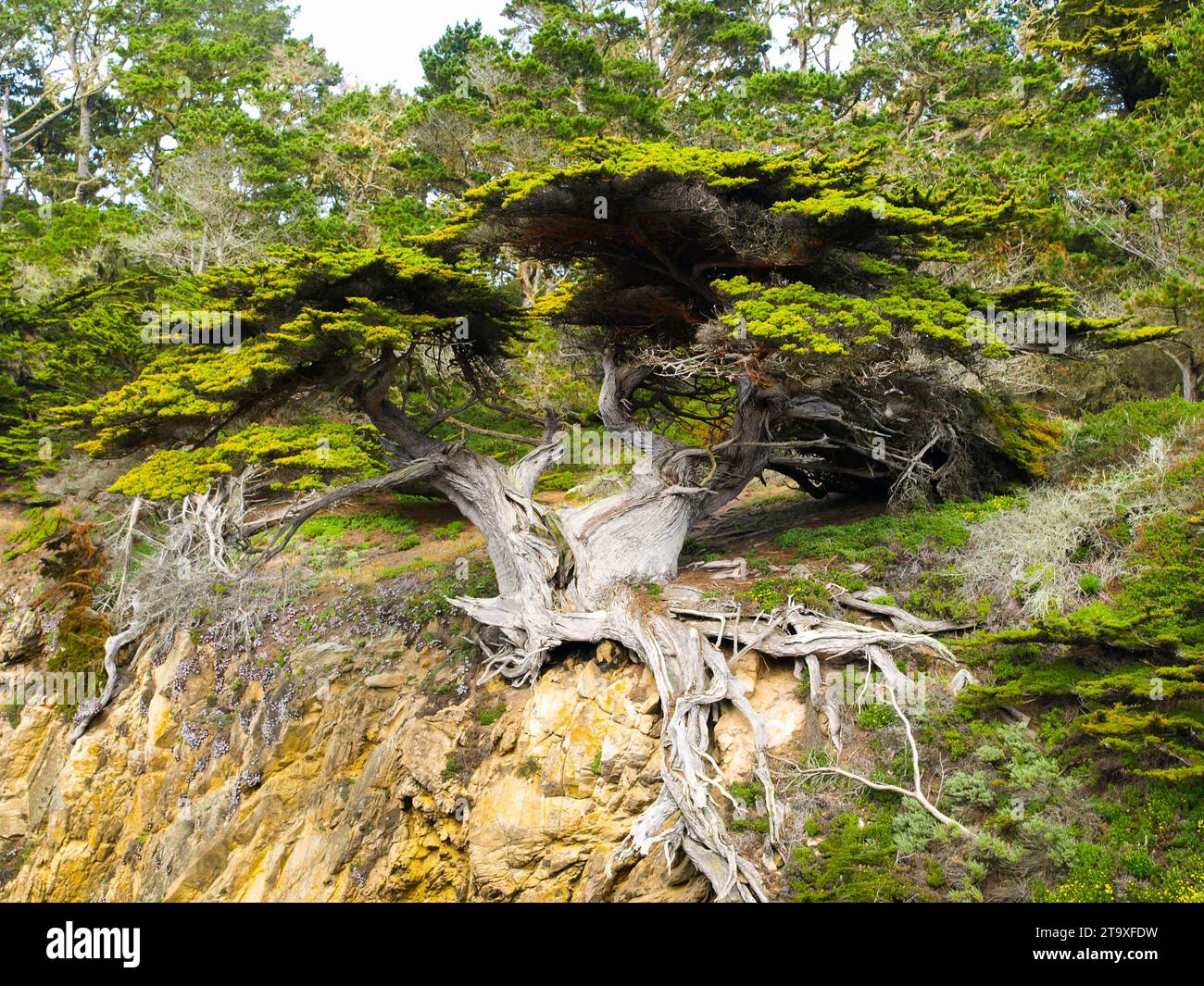 Cypress tree detailed view in Monterey Peninsular, California, USA ...