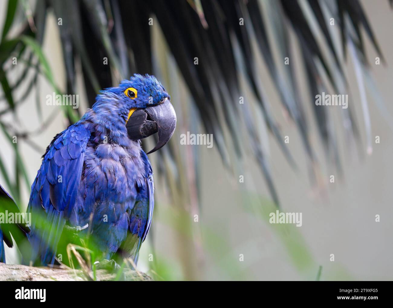 Witness the majestic beauty of the Blue Hyacinth Macaw Parrot ...