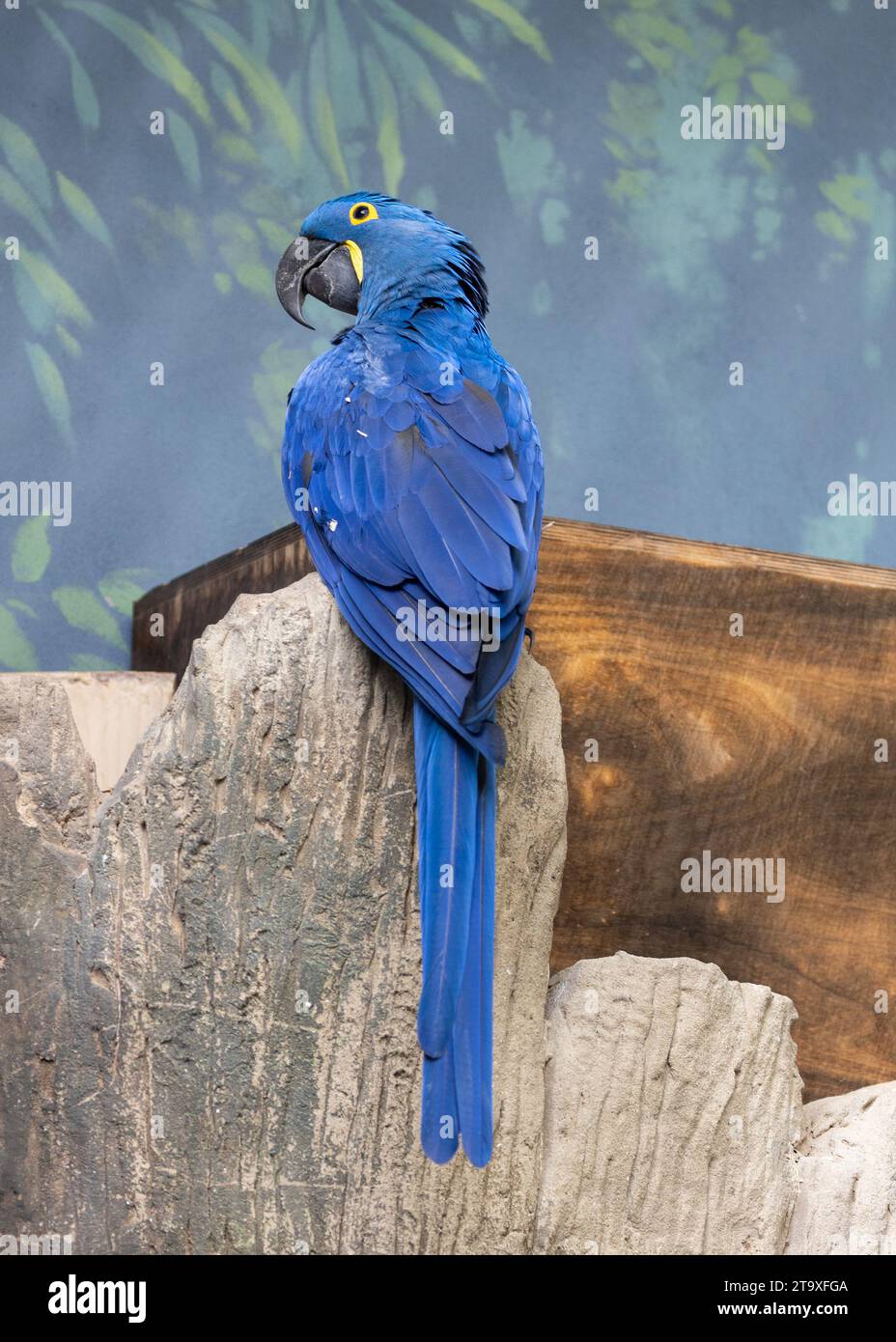 Witness the majestic beauty of the Blue Hyacinth Macaw Parrot ...