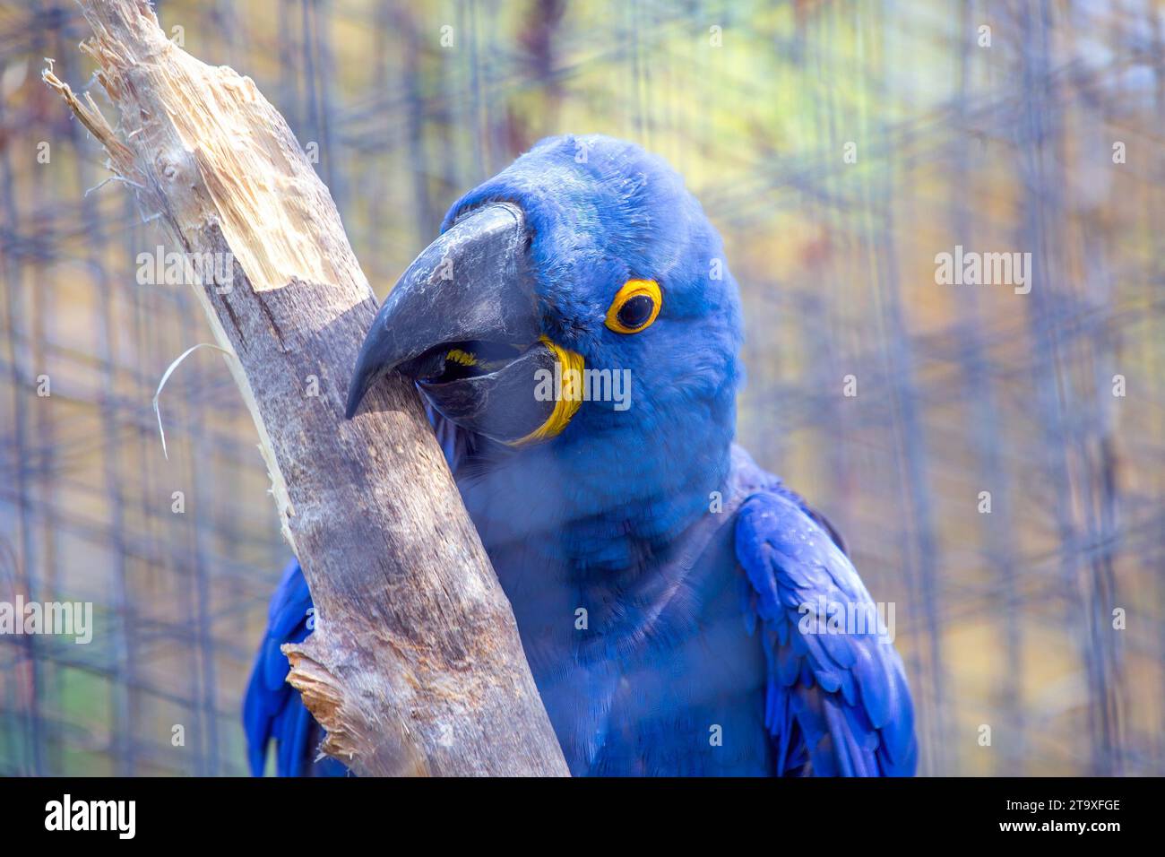 Witness the majestic beauty of the Blue Hyacinth Macaw Parrot ...