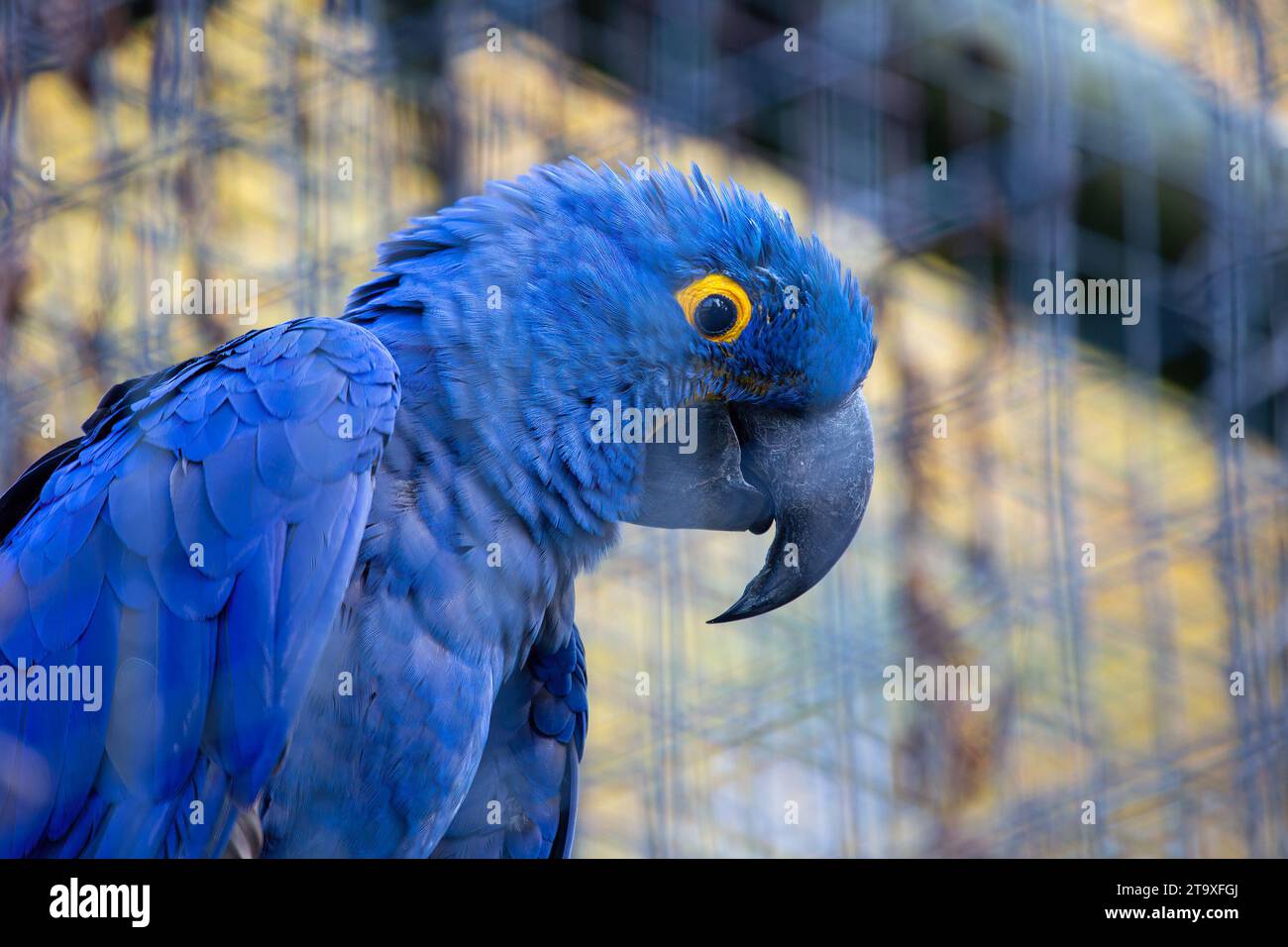 Witness the majestic beauty of the Blue Hyacinth Macaw Parrot ...