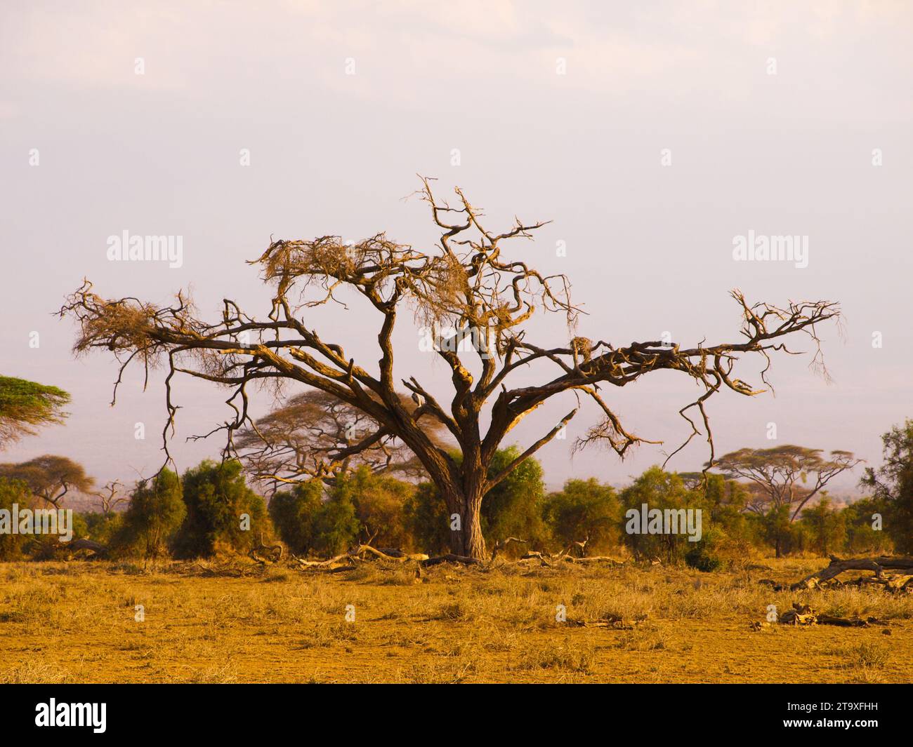 Old acacia tree hi-res stock photography and images - Alamy