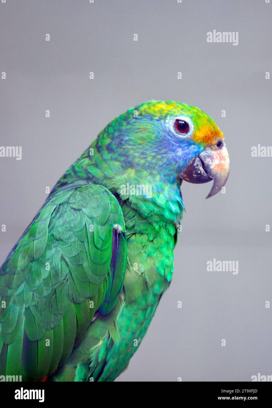 Admire the tropical elegance of the Blue-cheeked Amazon Parrot (Amazona ...