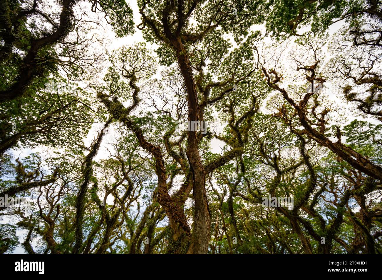 Amazing Bottom view of Giant trees with Huge trunks and Branches at De ...