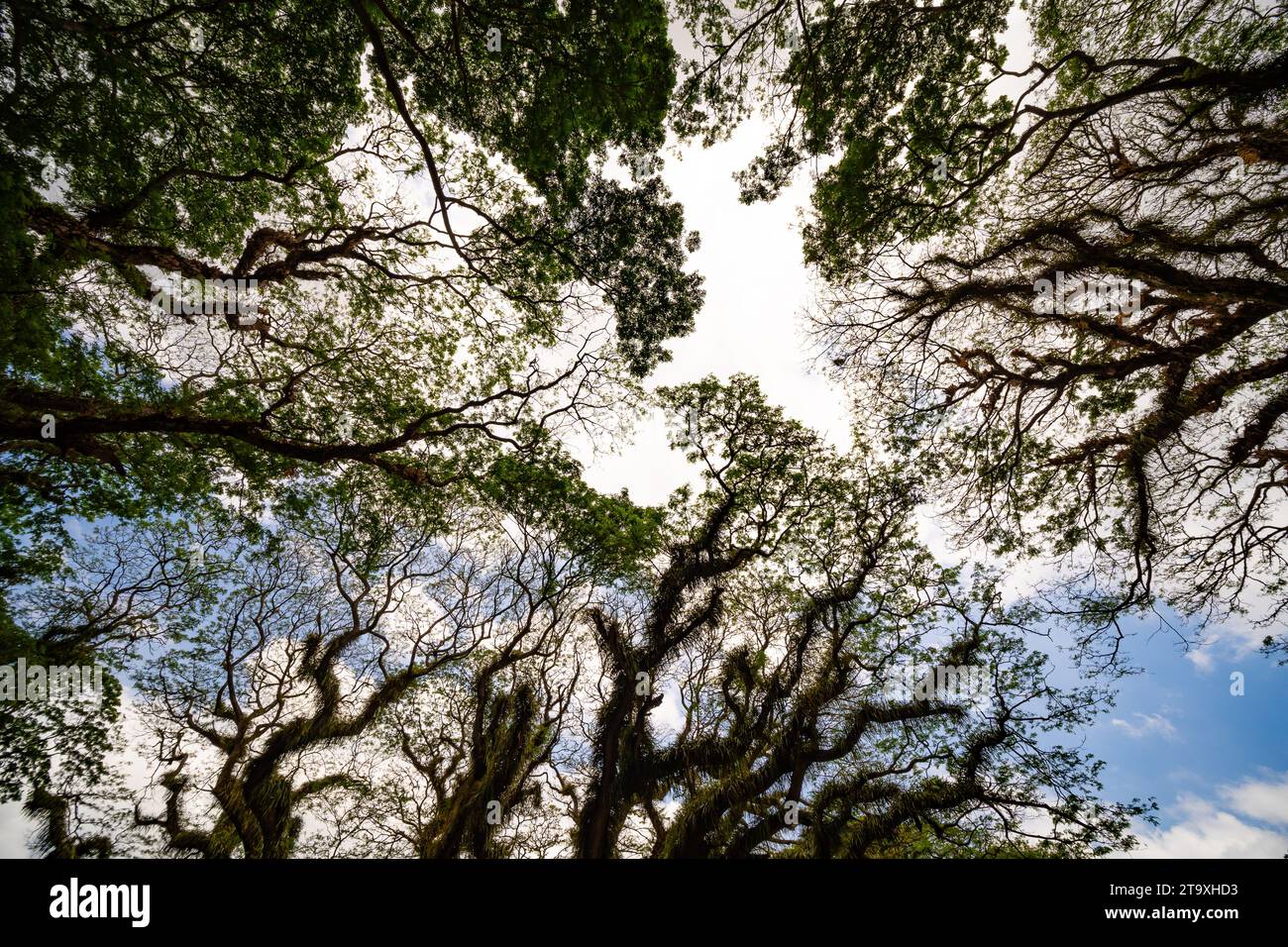Amazing Bottom view of Giant trees with Huge trunks and Branches at De ...