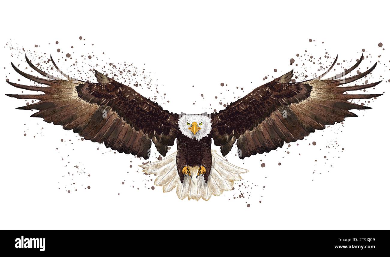 Beautiful bald eagle flying illustration Stock Photo - Alamy