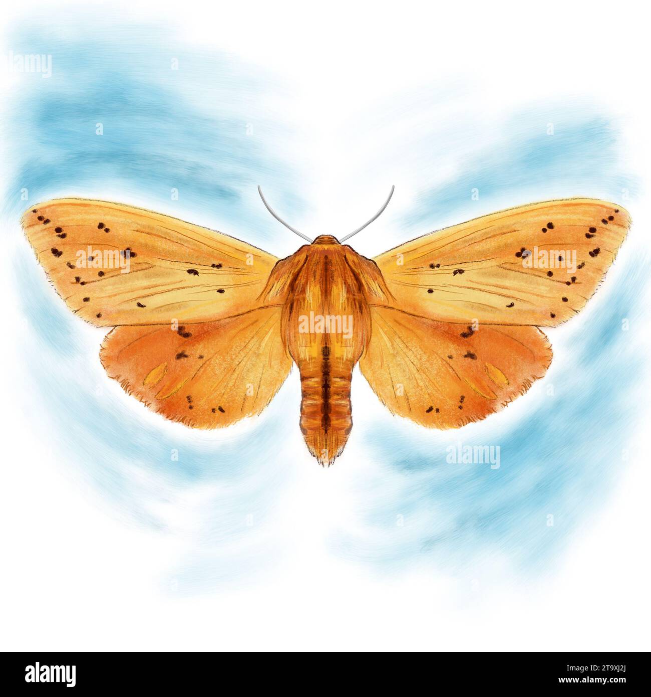 Moth metamorphosis Cut Out Stock Images & Pictures - Alamy