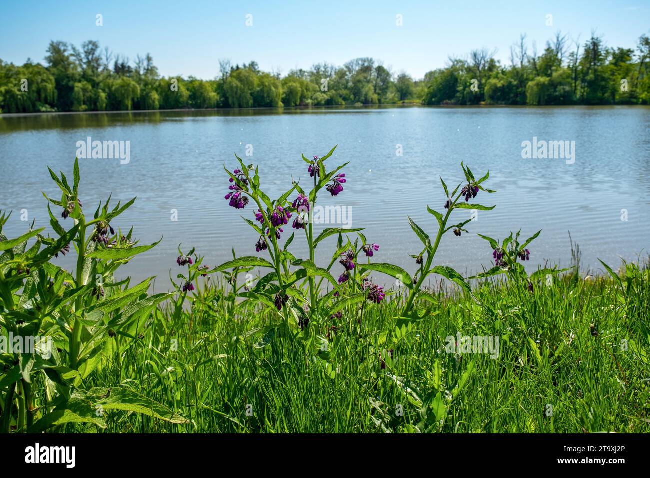 Sunlit flowers around pond hi-res stock photography and images - Alamy