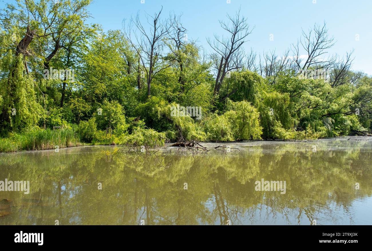lake scenery, trees around the lake, reflection of trees in water Stock ...