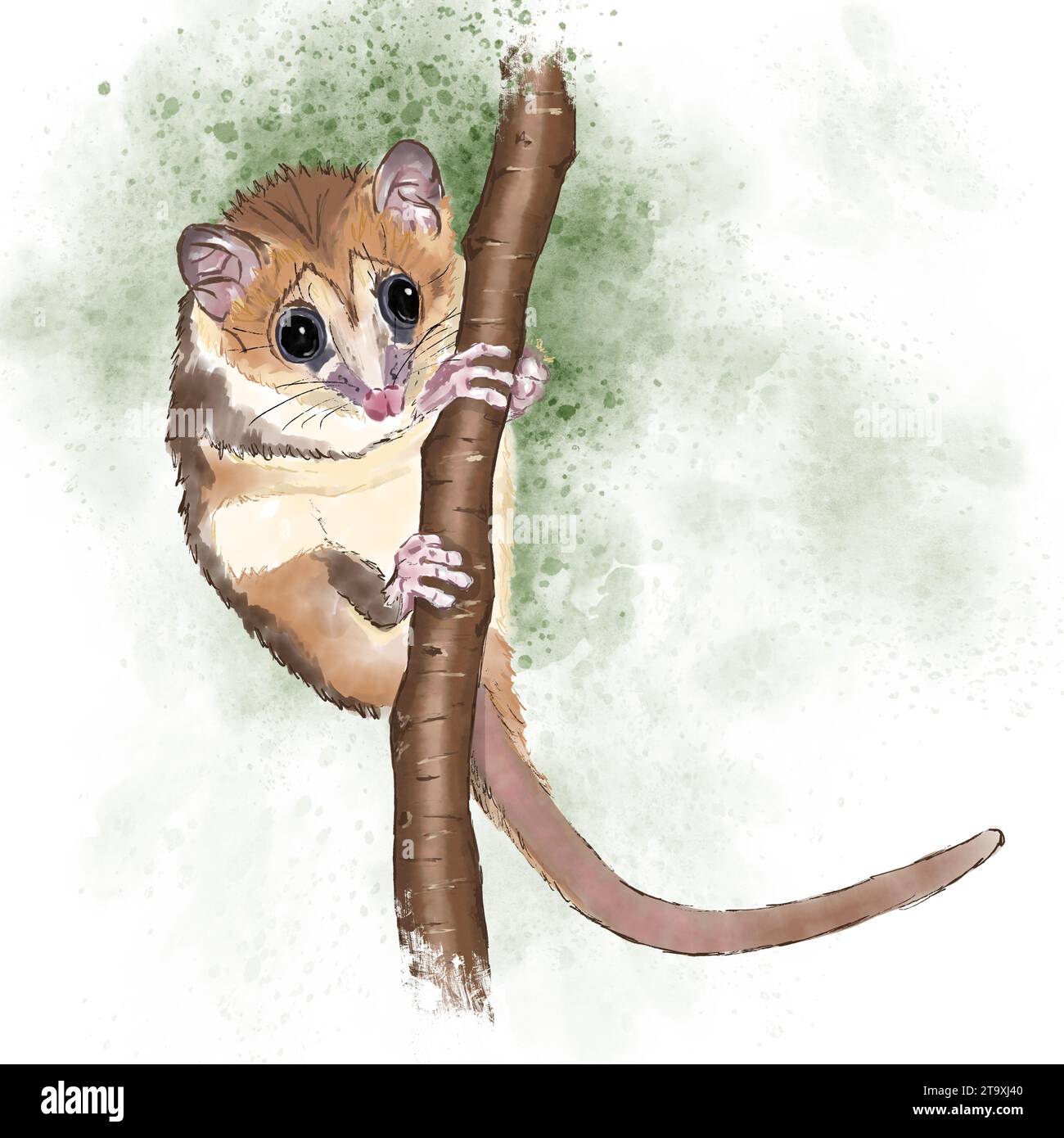Monito del monte on a branch illustration Stock Photo - Alamy