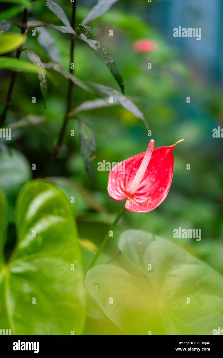 Red Peace Lily flower, stands out in a garden Stock Photo - Alamy