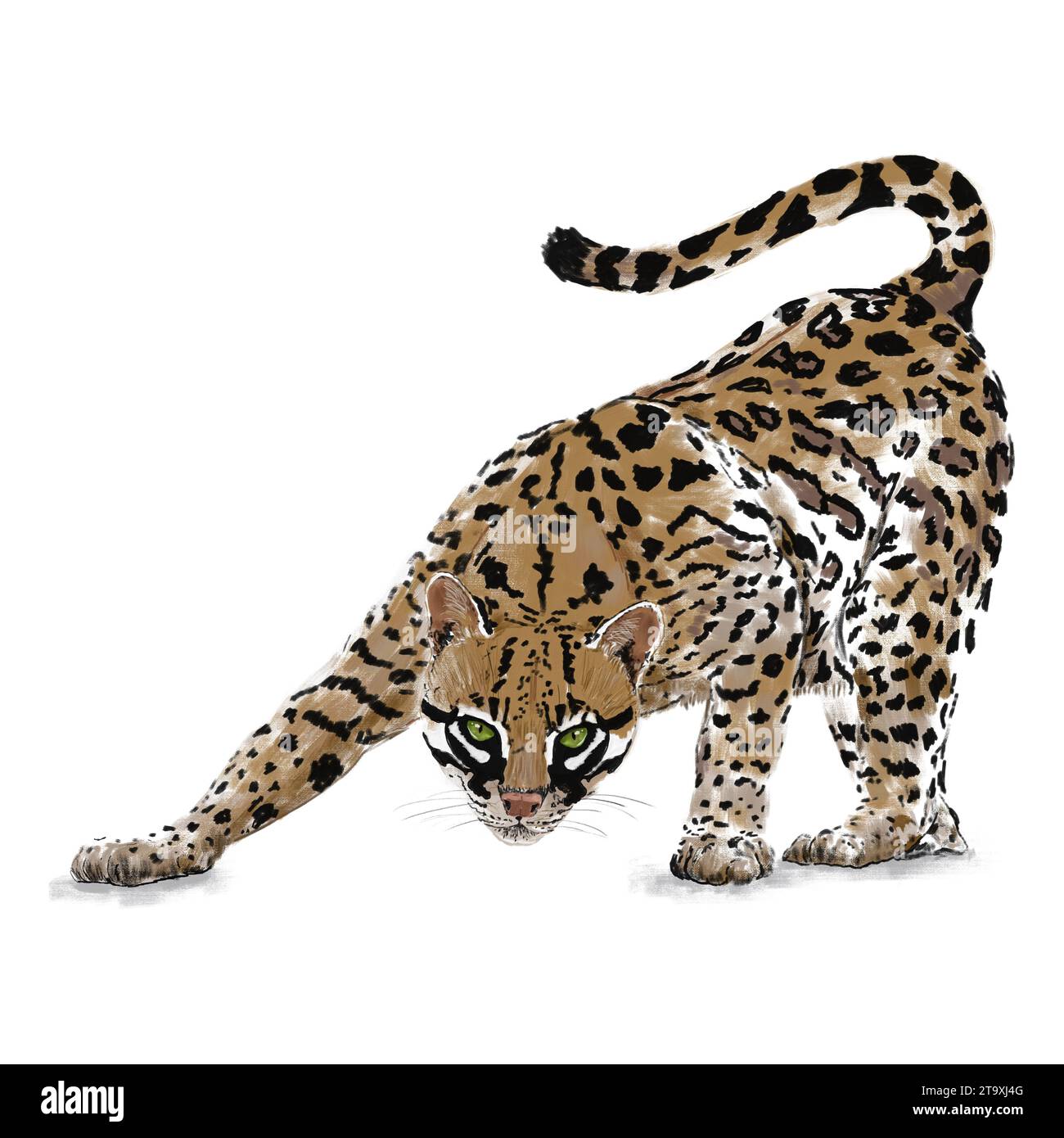 Beautiful ocelot watchful on white background illustration Stock Photo ...