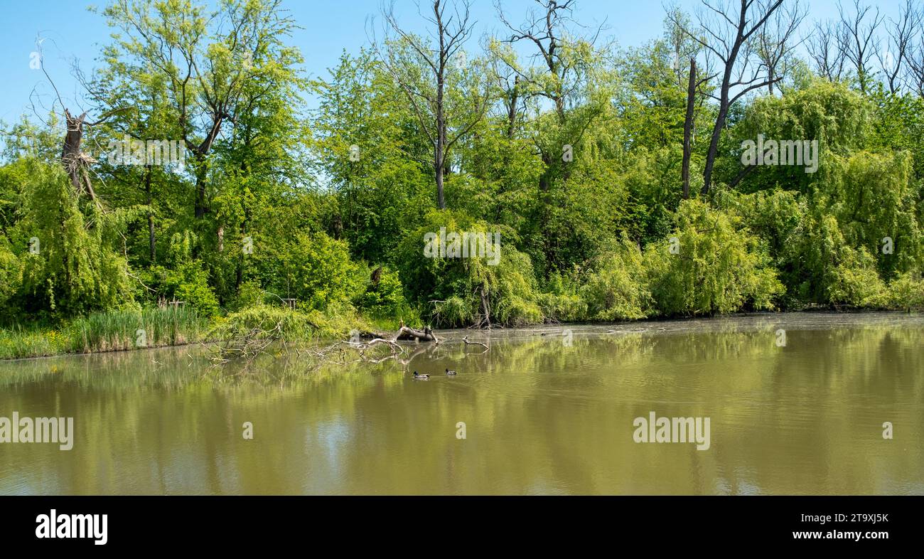 lake scenery, trees around the lake, reflection of trees in water Stock ...