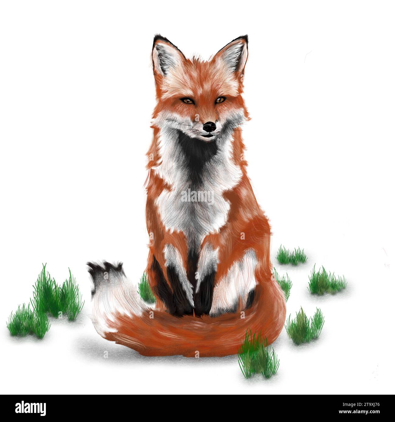 Illustrations fox hi-res stock photography and images - Alamy