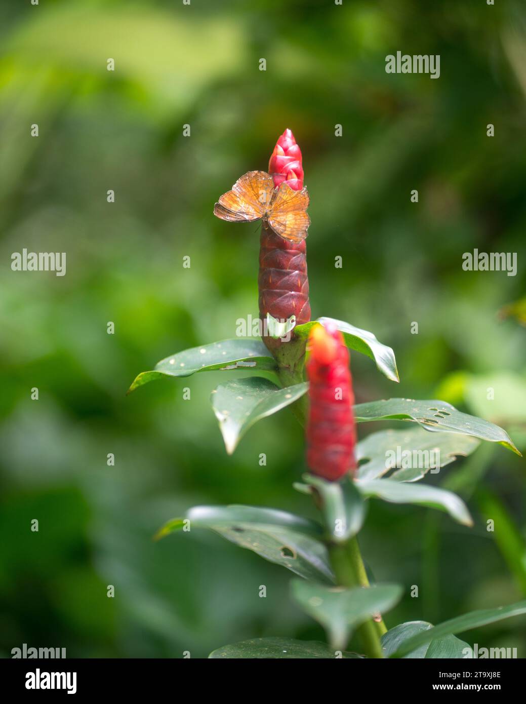 Ginger flower bud hi-res stock photography and images - Alamy
