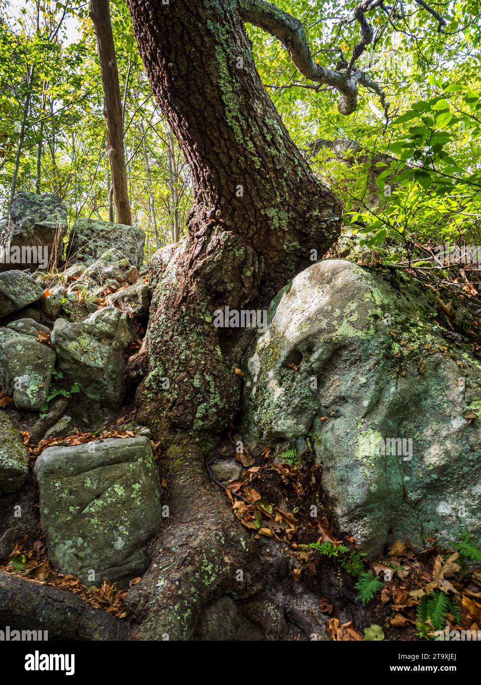 Roots growing into rock hi-res stock photography and images - Alamy