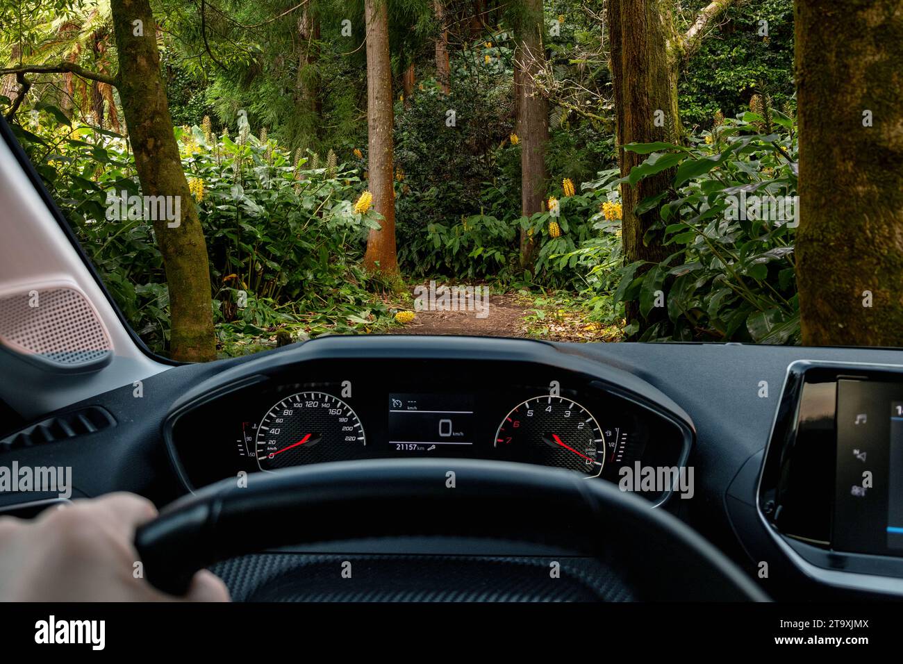 Driver view to a typical azorean forest with beautiful landscape view ...