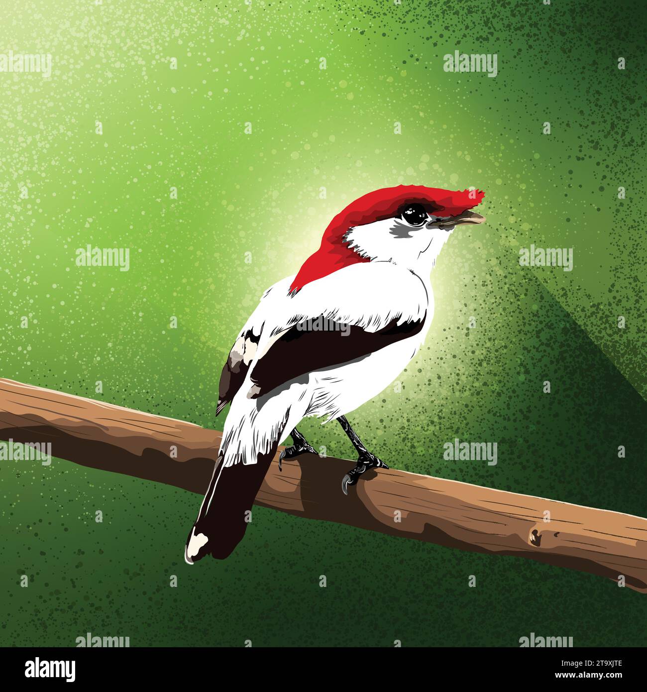 Cute Araripe Manakin bird resting on branch vector illustration Stock ...