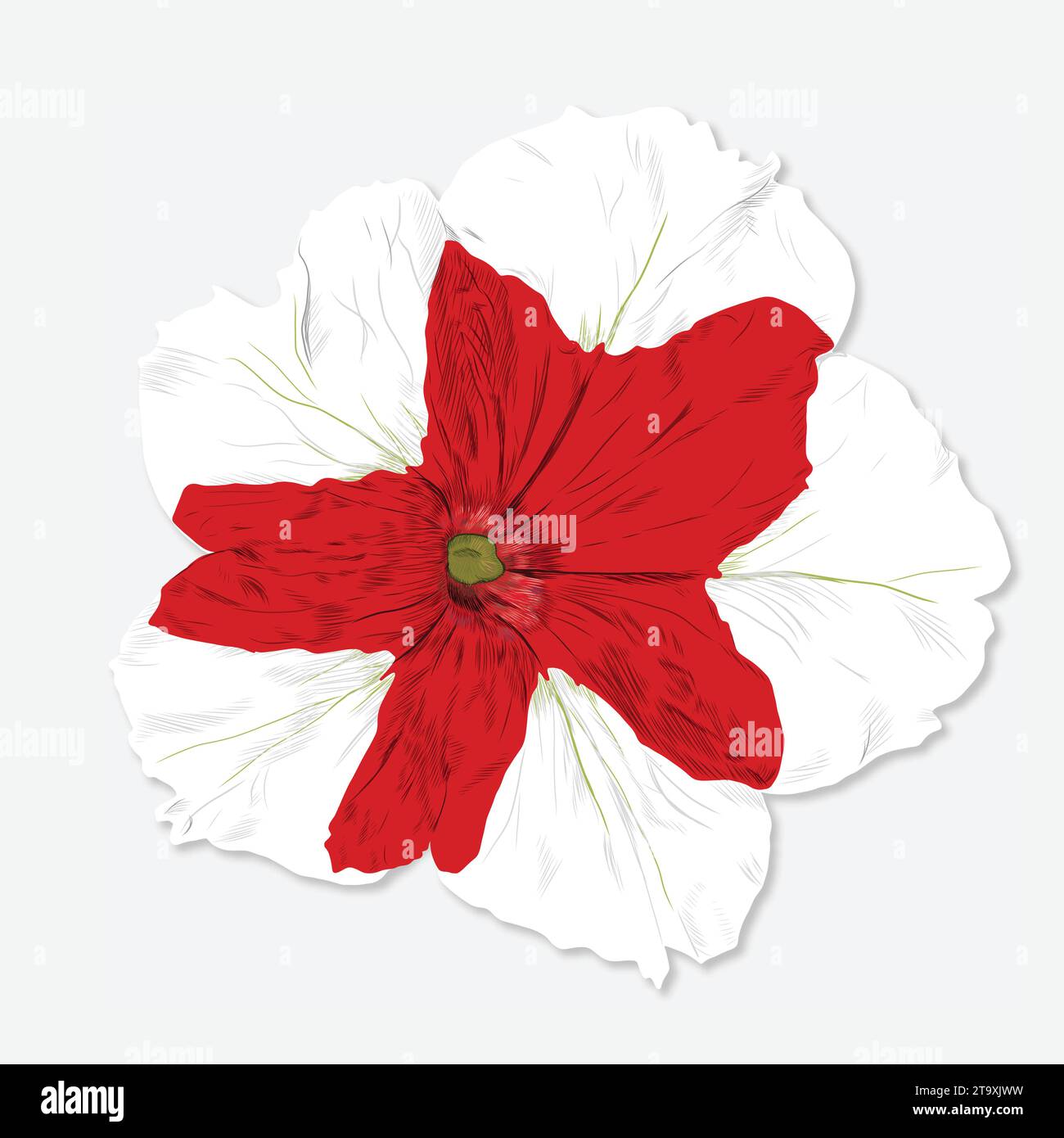 Red and white petunia vector illustration Stock Vector Image & Art - Alamy