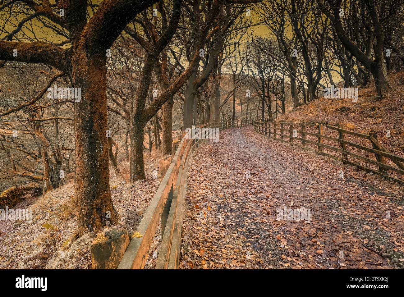 Autumnal woodland above Tockholes on the West pennine Moors in ...