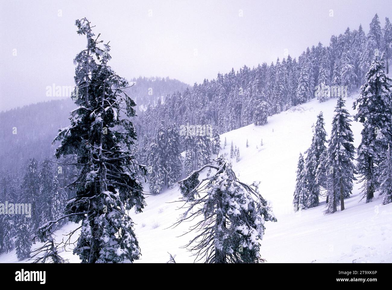 Winter forest near Mt Ashland, Rogue River National Forest, Oregon ...