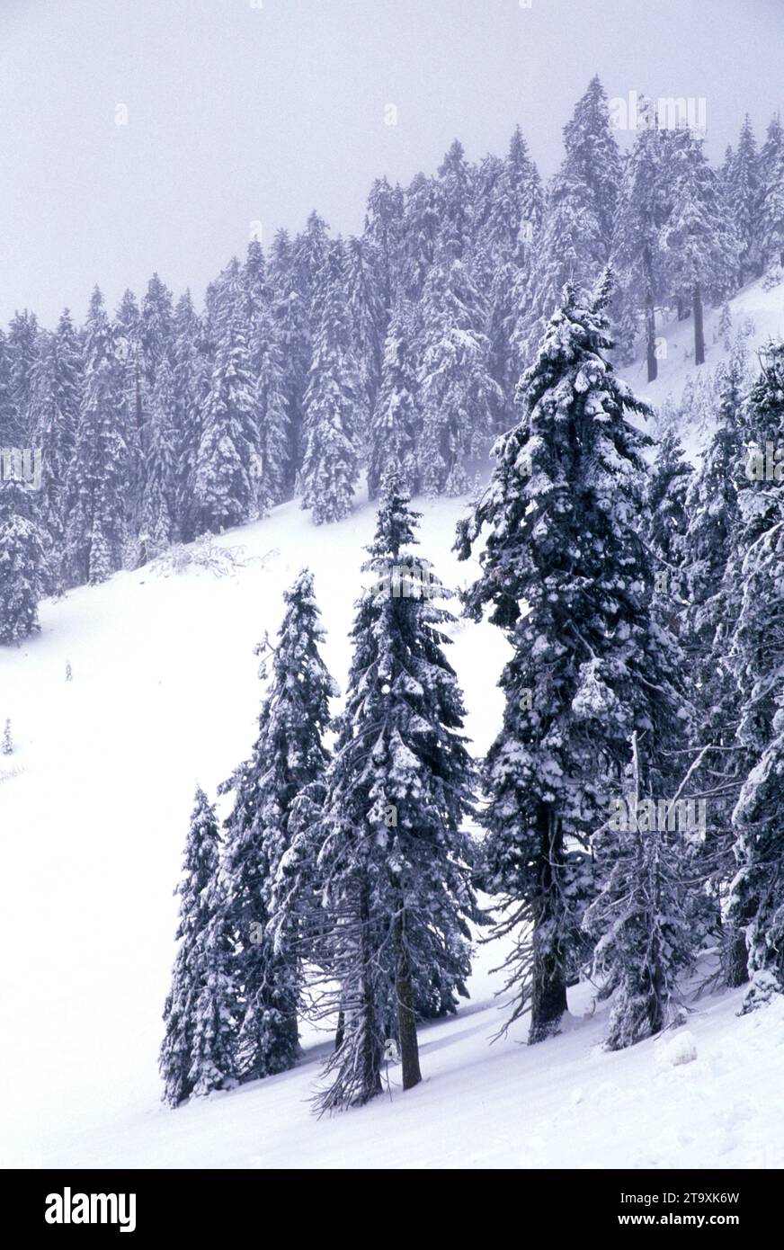 Winter forest near Mt Ashland, Rogue River National Forest, Oregon ...