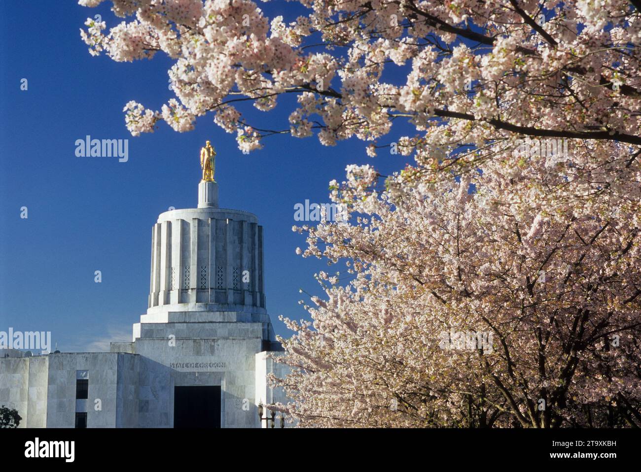 State capitol with cherry trees in bloom, State Capitol State Park ...