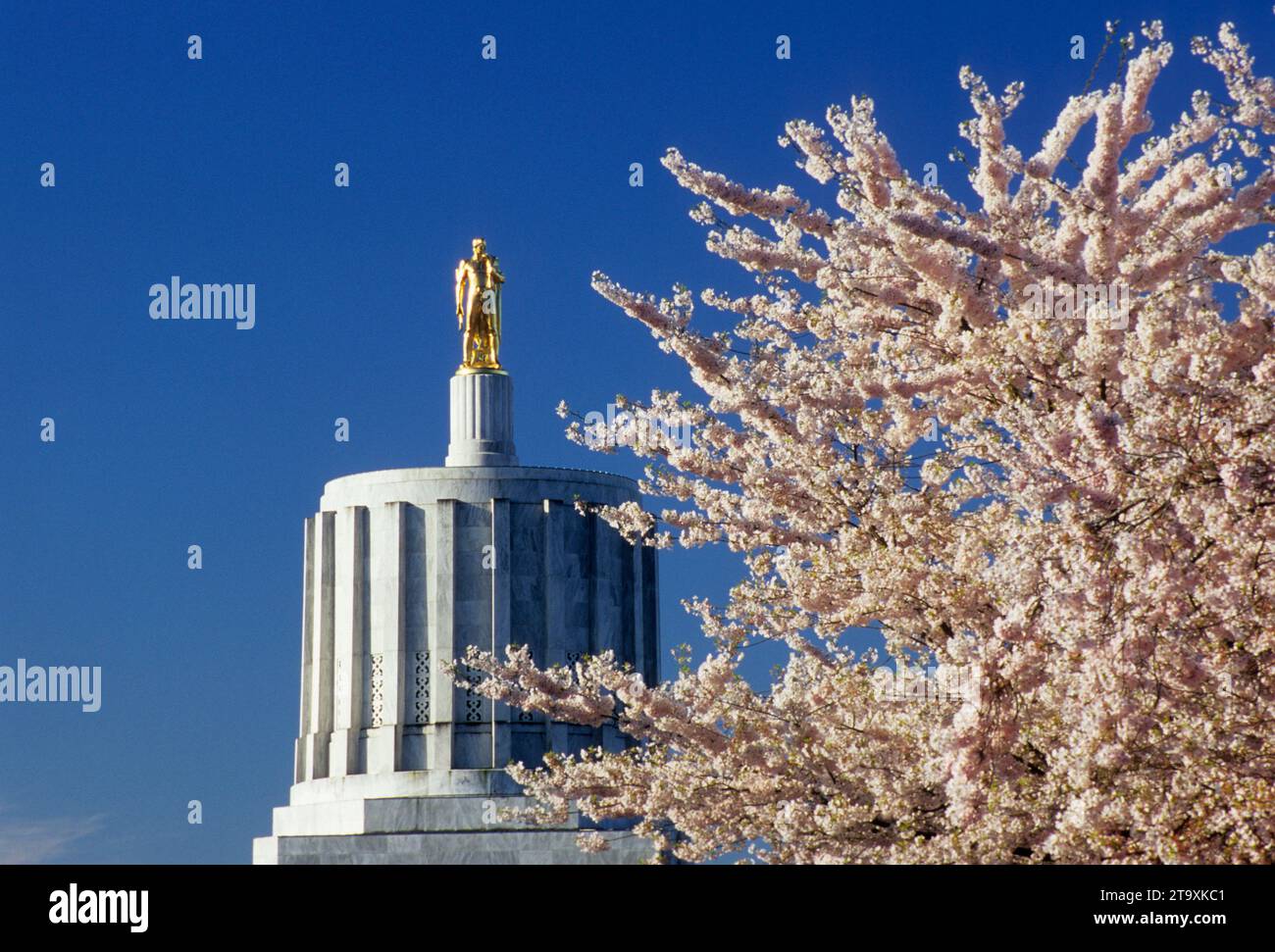 State capitol with cherry trees in bloom, State Capitol State Park ...