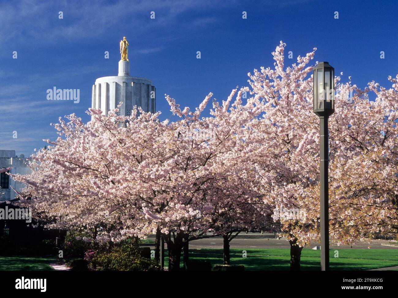 State capitol with cherry trees in bloom, State Capitol State Park ...