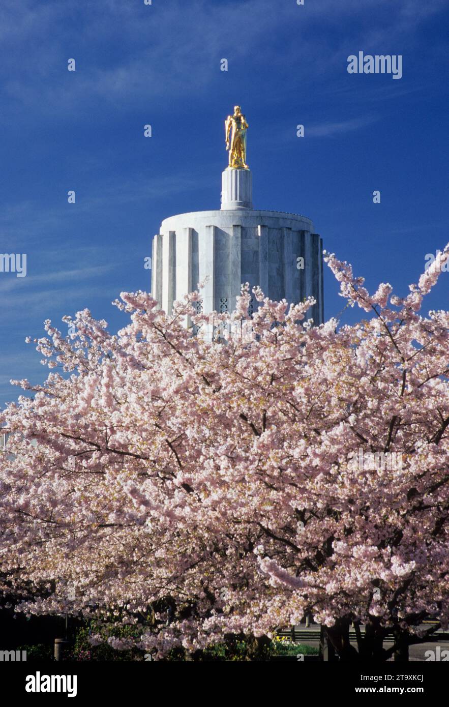 State capitol with cherry trees in bloom, State Capitol State Park ...