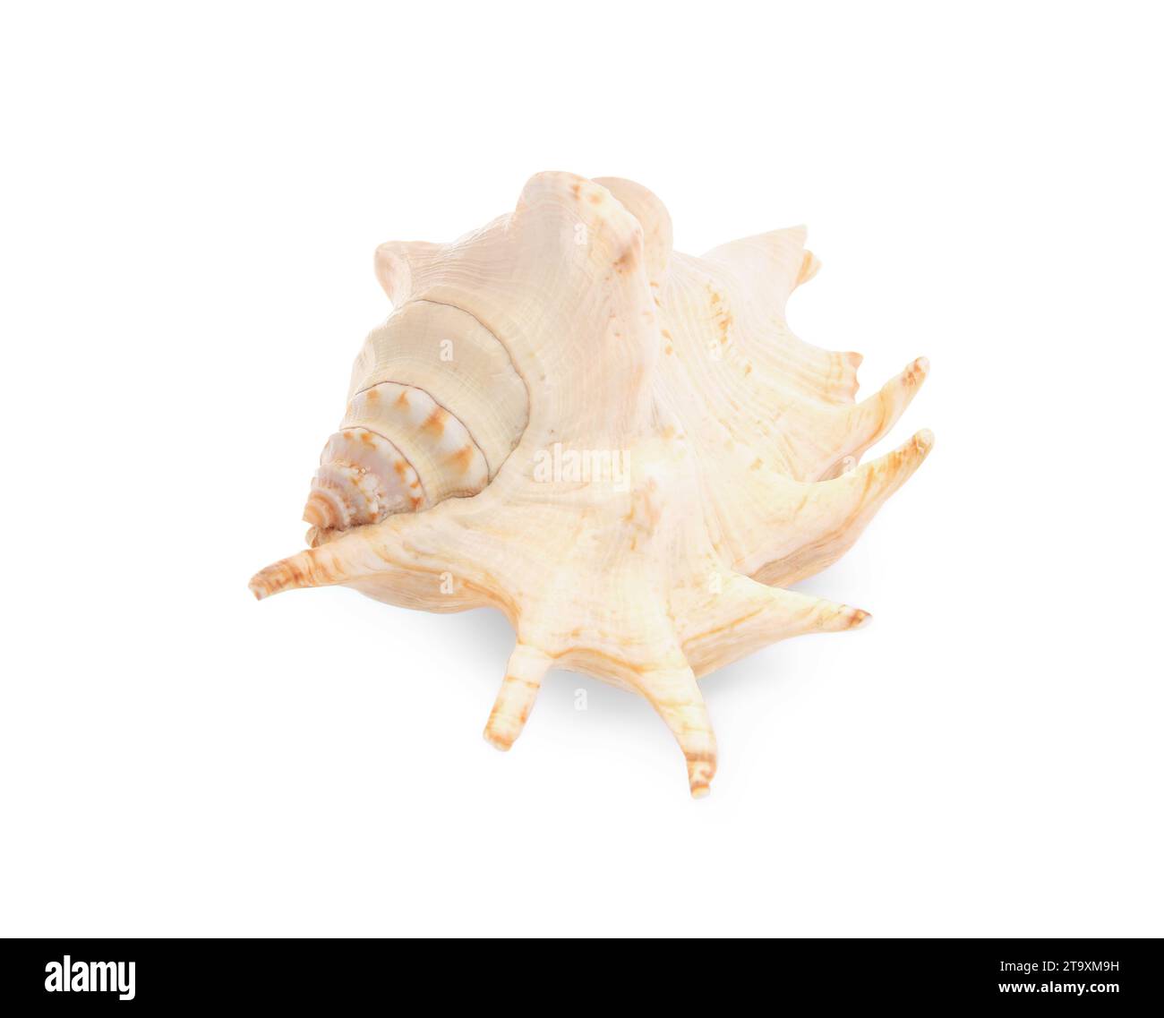 Beautiful seashell isolated on white. Beach object Stock Photo - Alamy