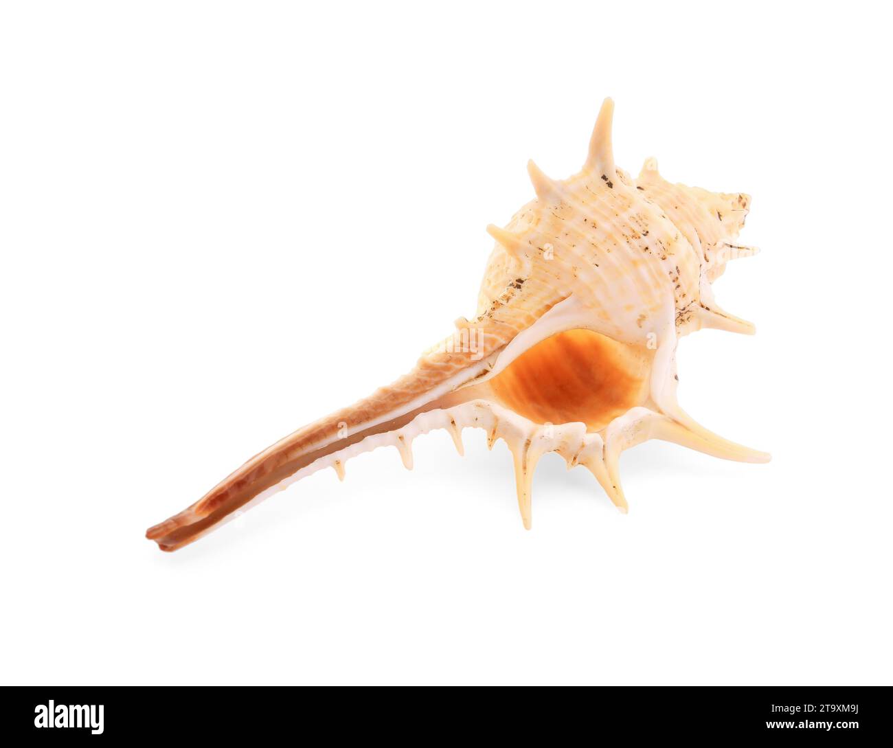 Beautiful seashell isolated on white. Beach object Stock Photo - Alamy