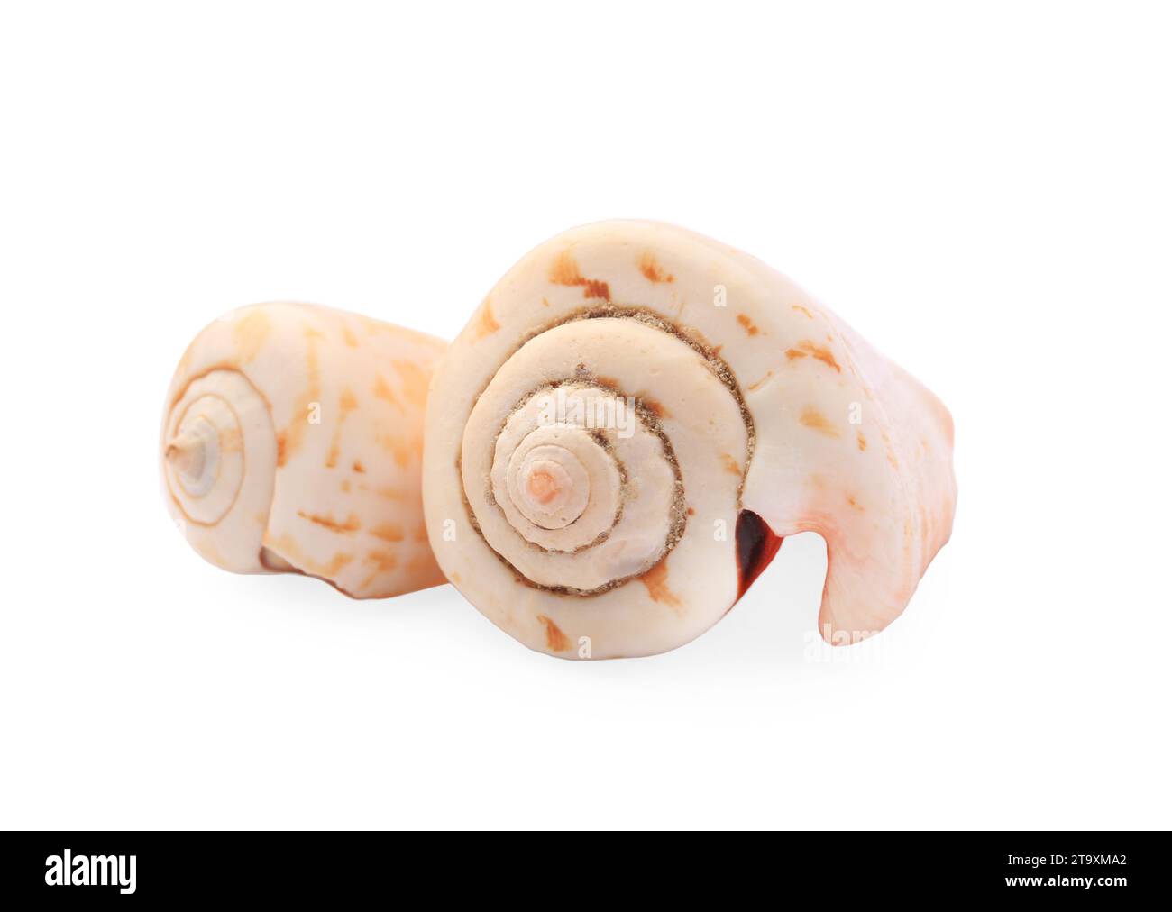 Beautiful seashells isolated on white. Beach objects Stock Photo - Alamy
