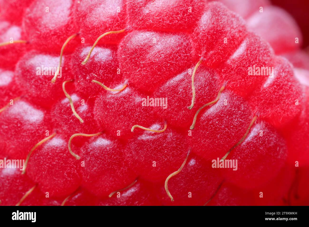 Texture of fresh ripe raspberry, macro view Stock Photo - Alamy