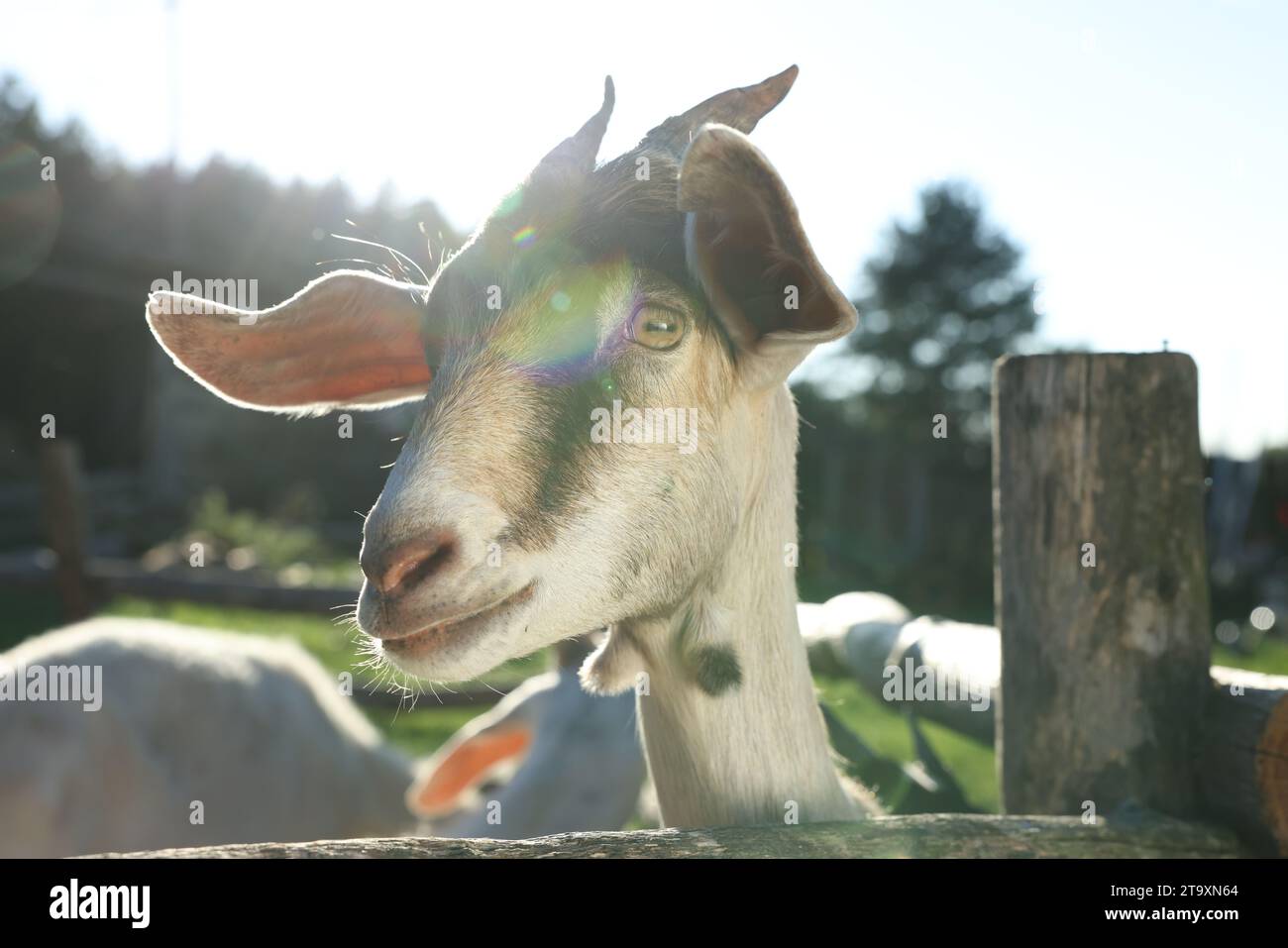 Cute goat inside of paddock at farm Stock Photo - Alamy