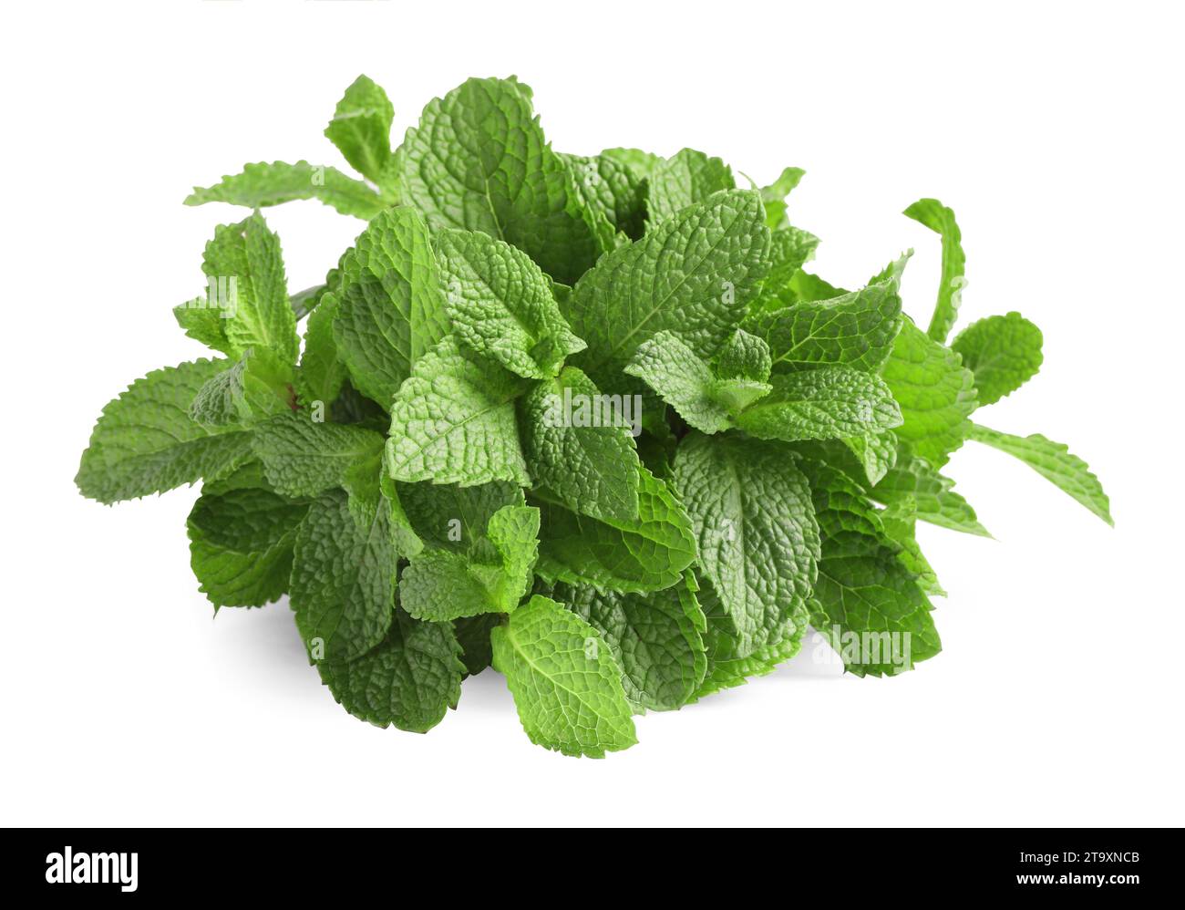Fresh mint plant with green leaves isolated on white Stock Photo - Alamy