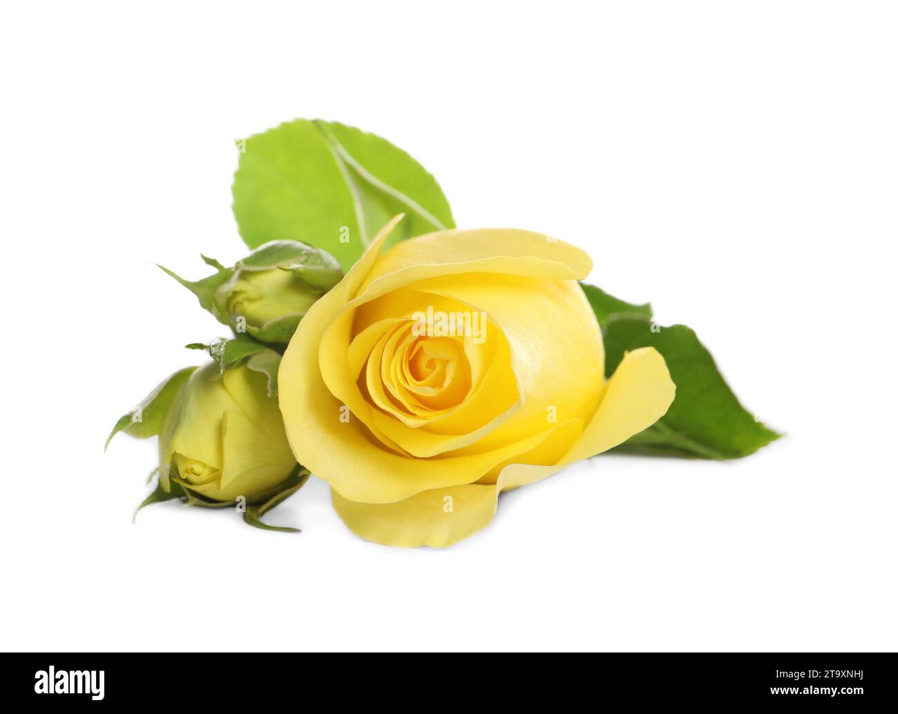 Beautiful fresh yellow roses with leaves isolated on white Stock Photo ...