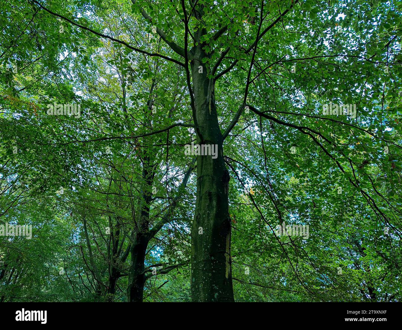 Empty scene many trees hi-res stock photography and images - Alamy