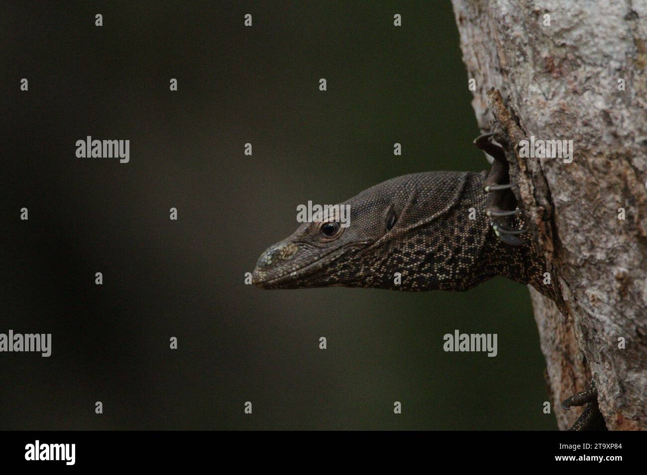 Land Monitor in Wilpattu National Park, Sri Lanka Stock Photo - Alamy